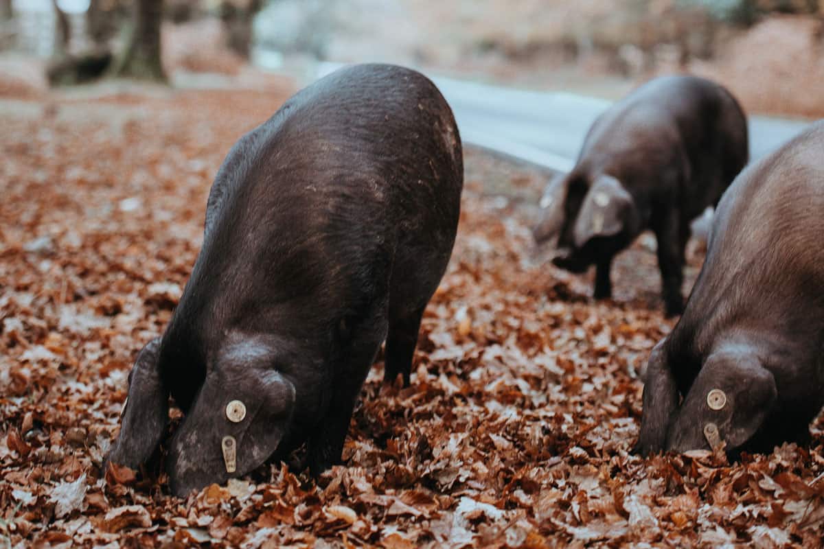 Most Famous Archers in Greek Mythology - Myth Nerd